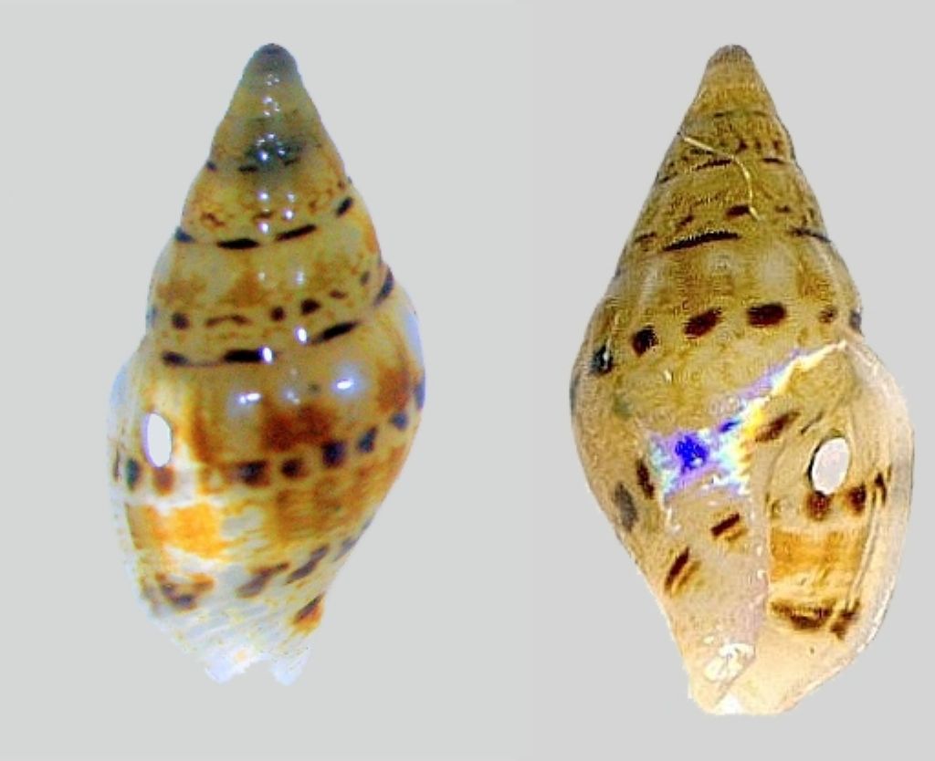 Mitrella sp? , Natura Mediterraneo | Forum Naturalistico